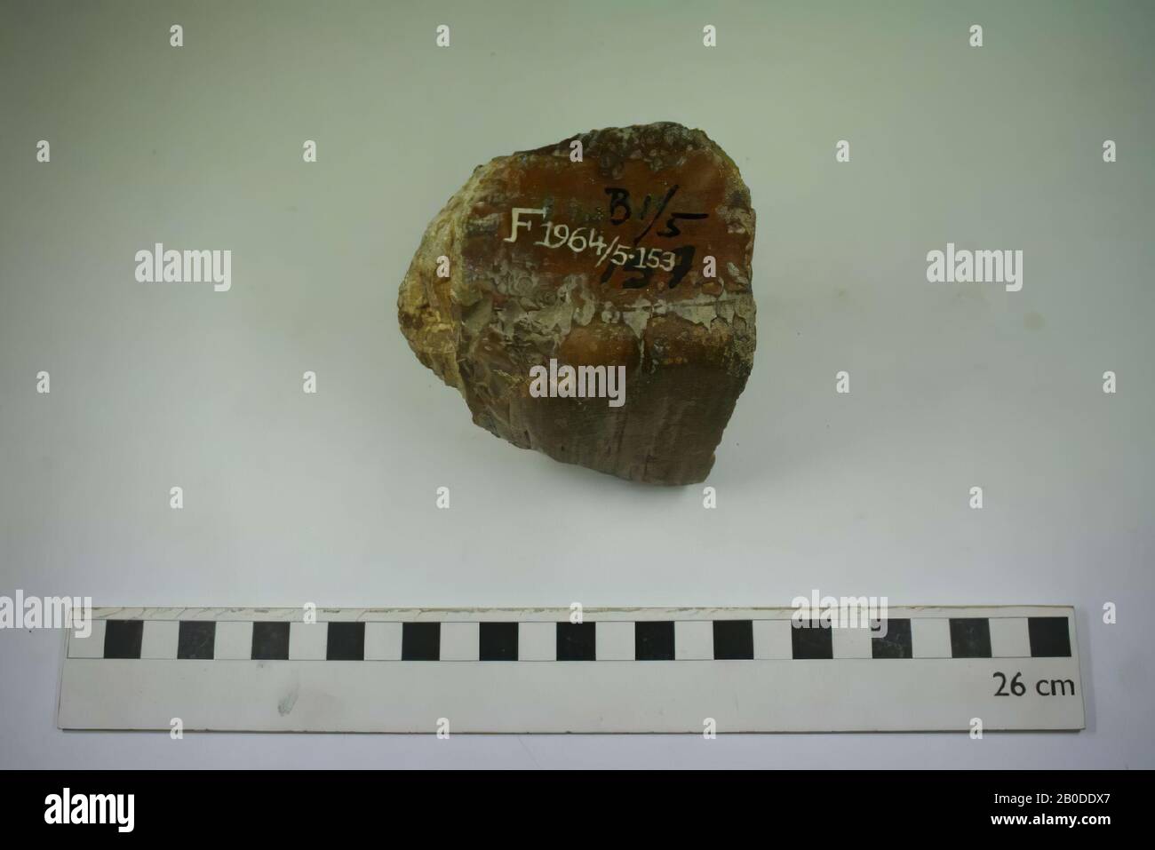 hammer stone, stone for hammering, petrified wood, hammer stone, wood ...