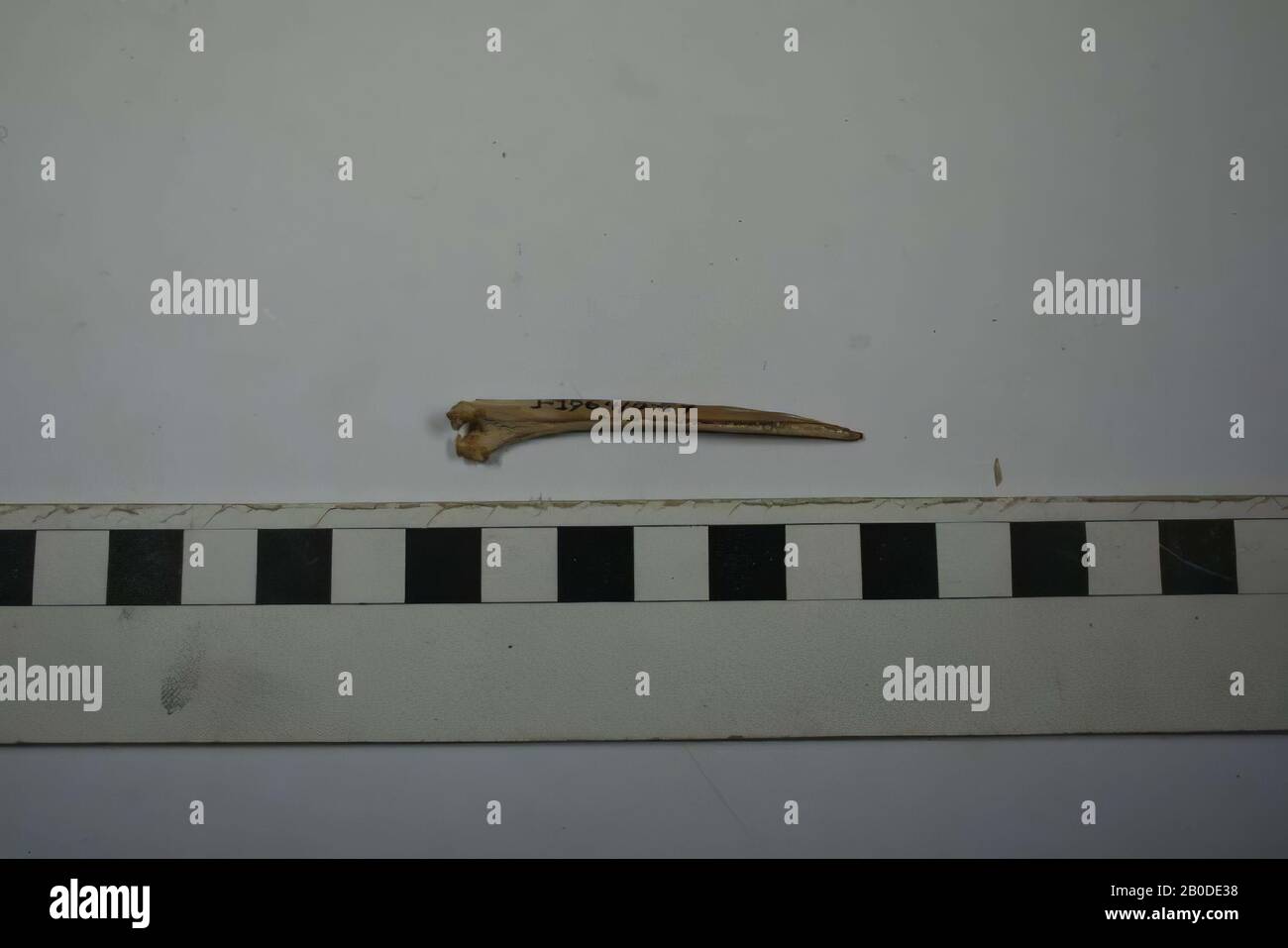 Awl and bone hi-res stock photography and images - Alamy