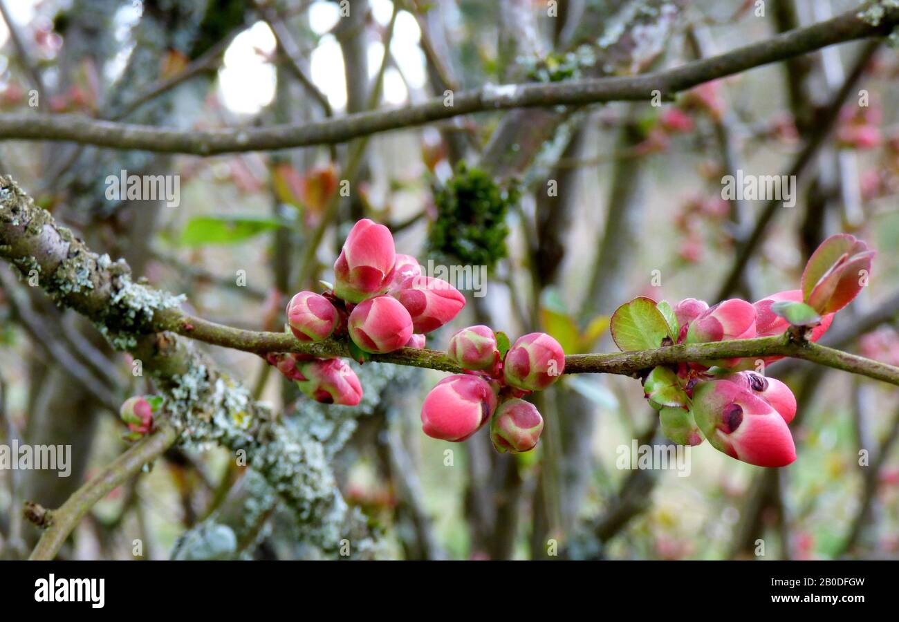 branches with blossom flowers and buds of a wild apple bush Stock Photo ...