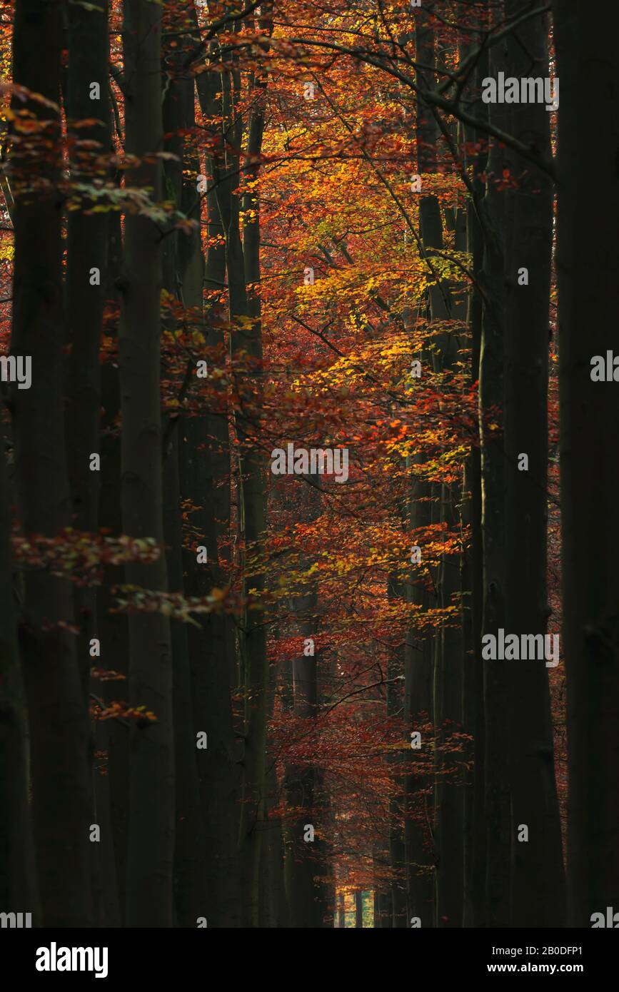 Forest path with orange colored fall leaves Stock Photo - Alamy