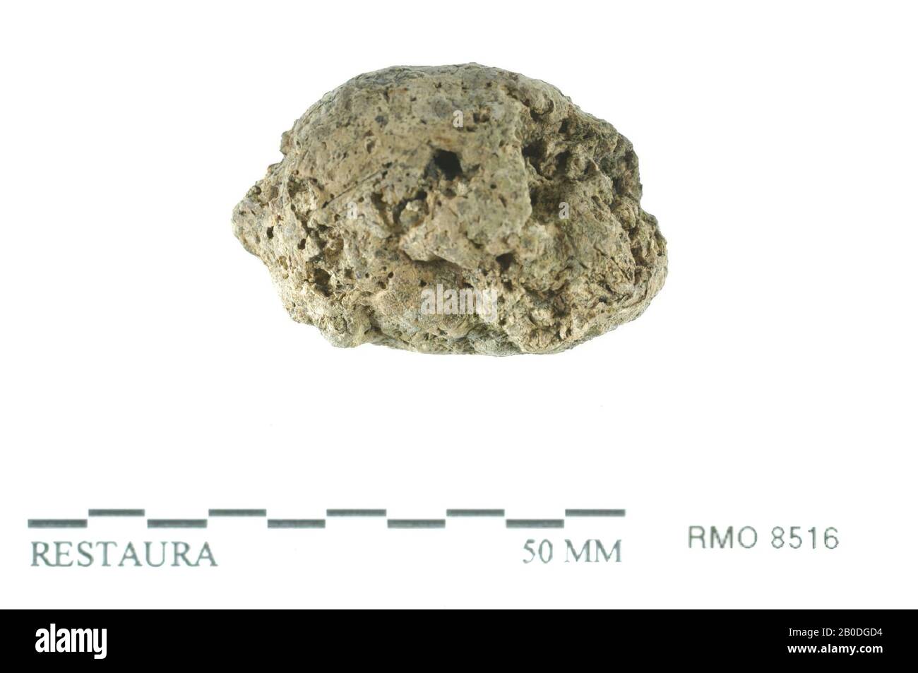 coprolite, coprolite, organic, 3.5 x 2.0 cm, x, Netherlands, Utrecht ...