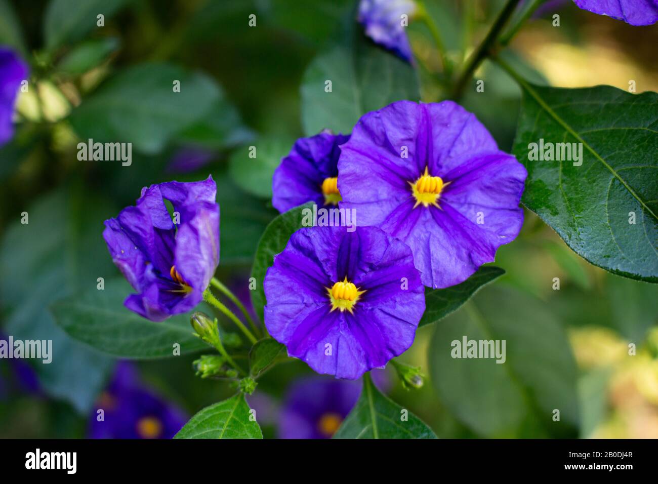 Kangaroo apple fruit hi-res stock photography and images - Alamy