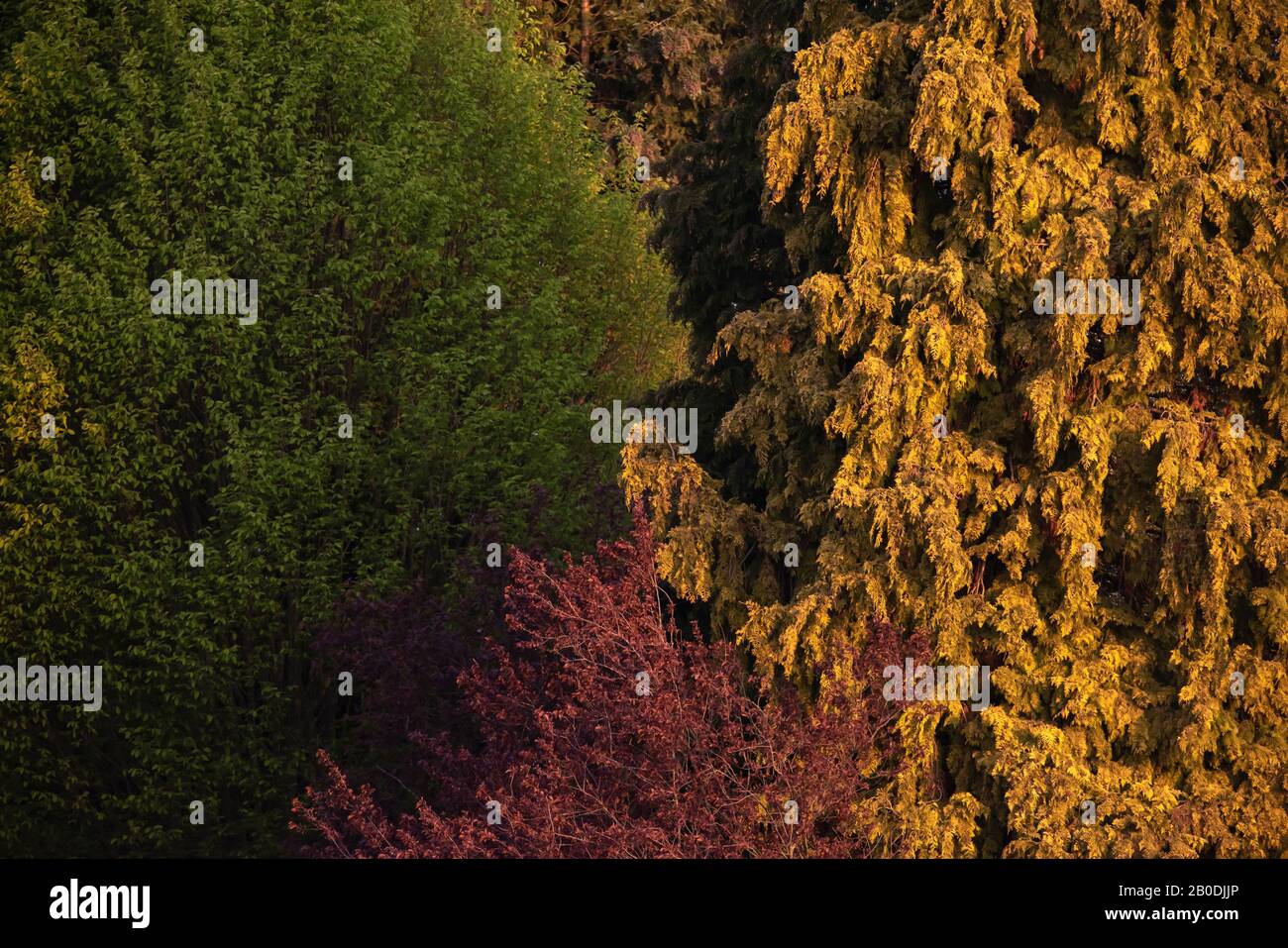 Detail of different tree species in evening sunlight in spring Stock ...