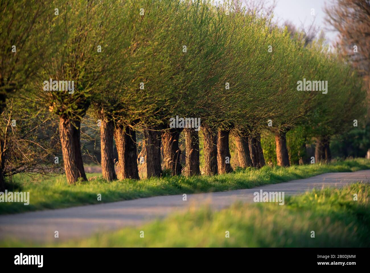 Country road with pollard willows in evening sunlight in spring Stock ...