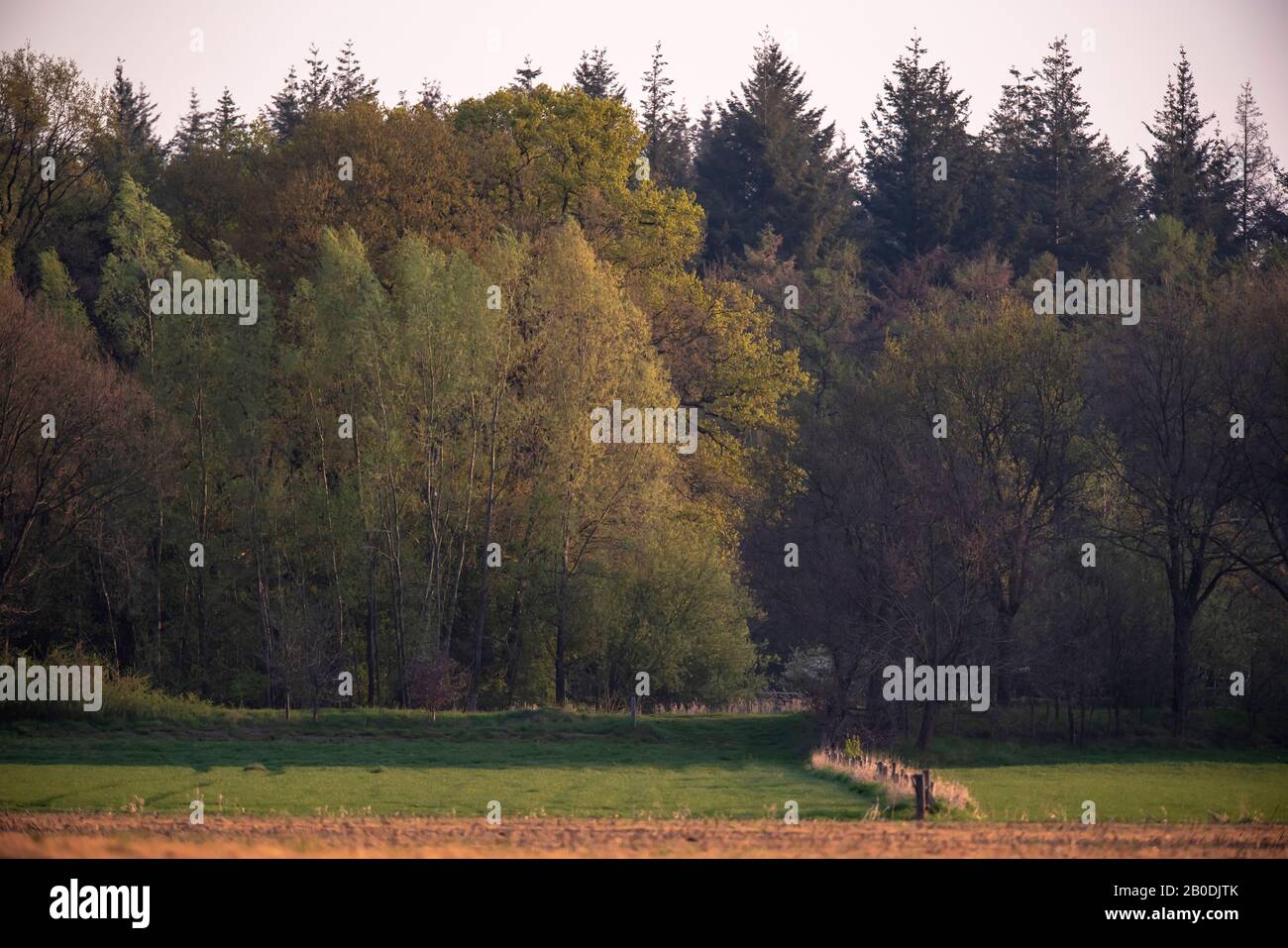 Farmland at forest edge in spring at sunset Stock Photo - Alamy
