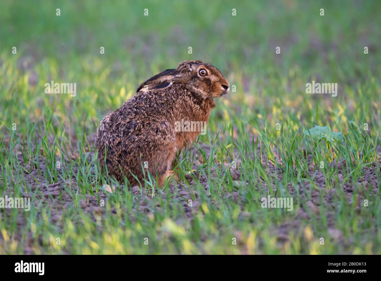 Hare in farmland in spring lit by evening sunlight Stock Photo - Alamy
