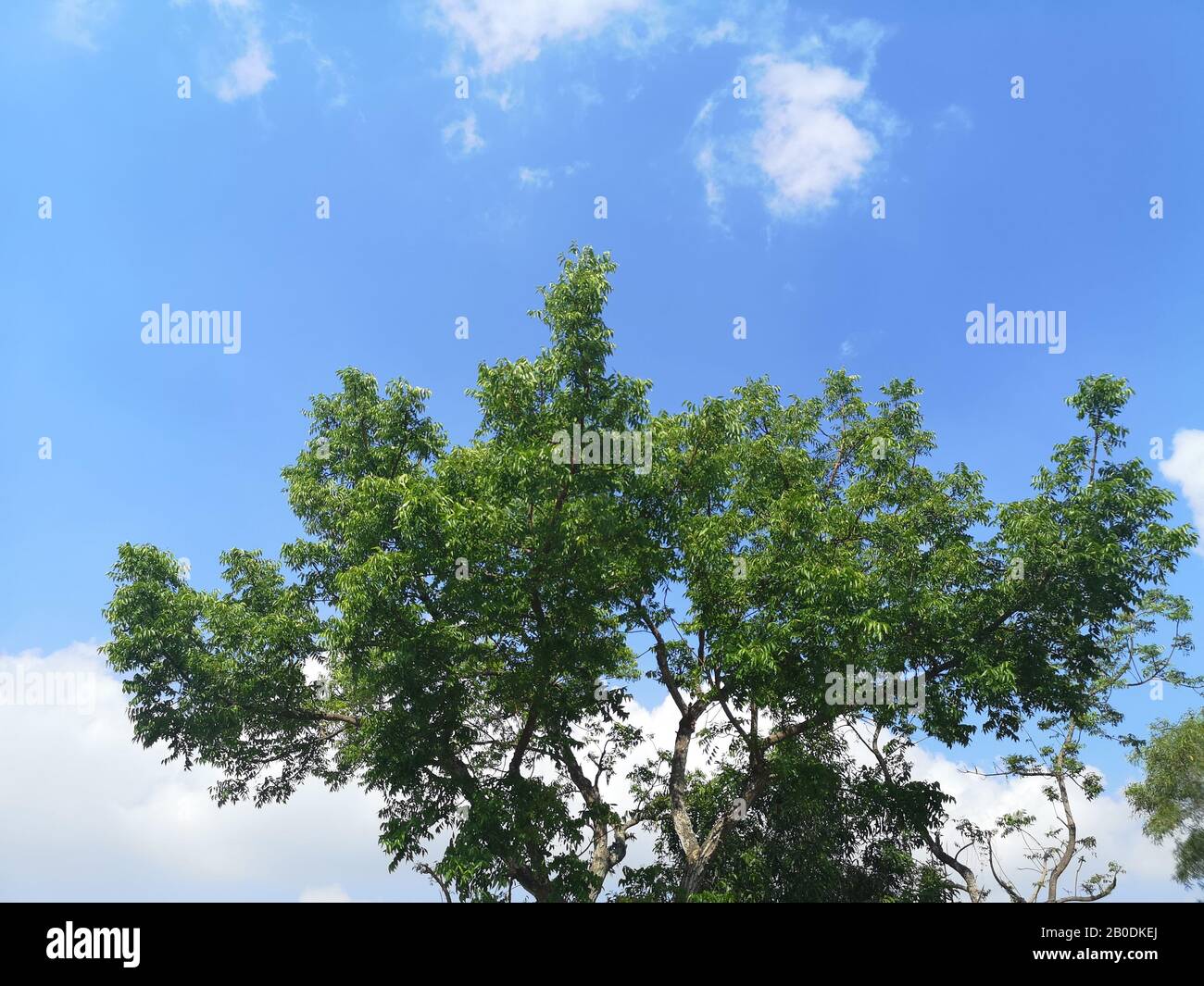Tree on white cloud and blue sky nature background Stock Photo - Alamy