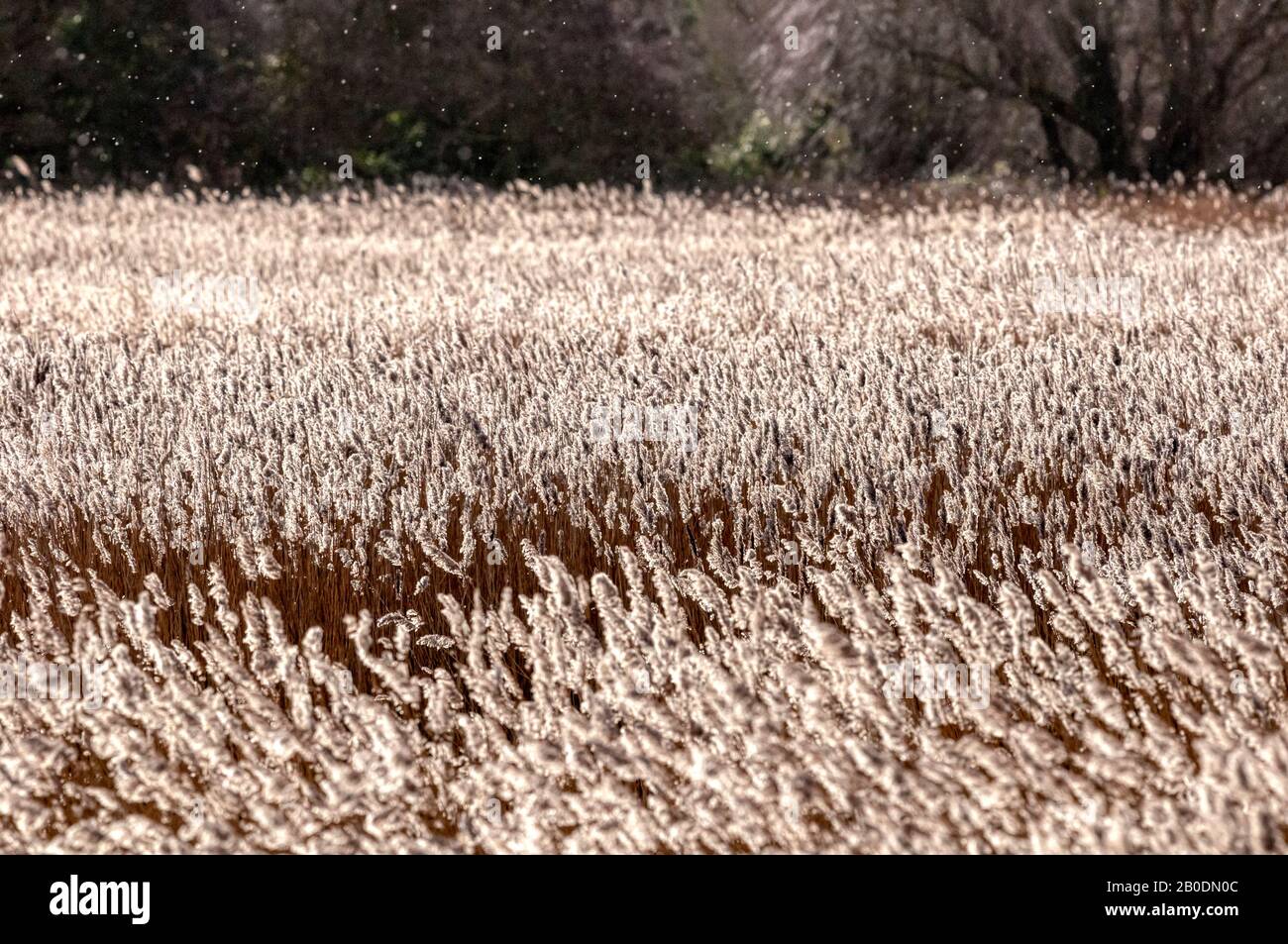 Phragmites australis hi-res stock photography and images - Alamy