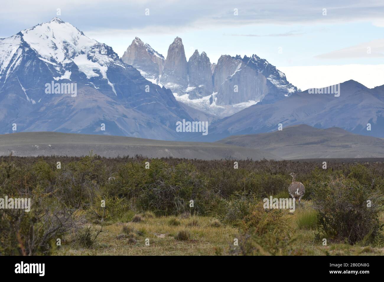 Patagonian rhea hi-res stock photography and images - Alamy