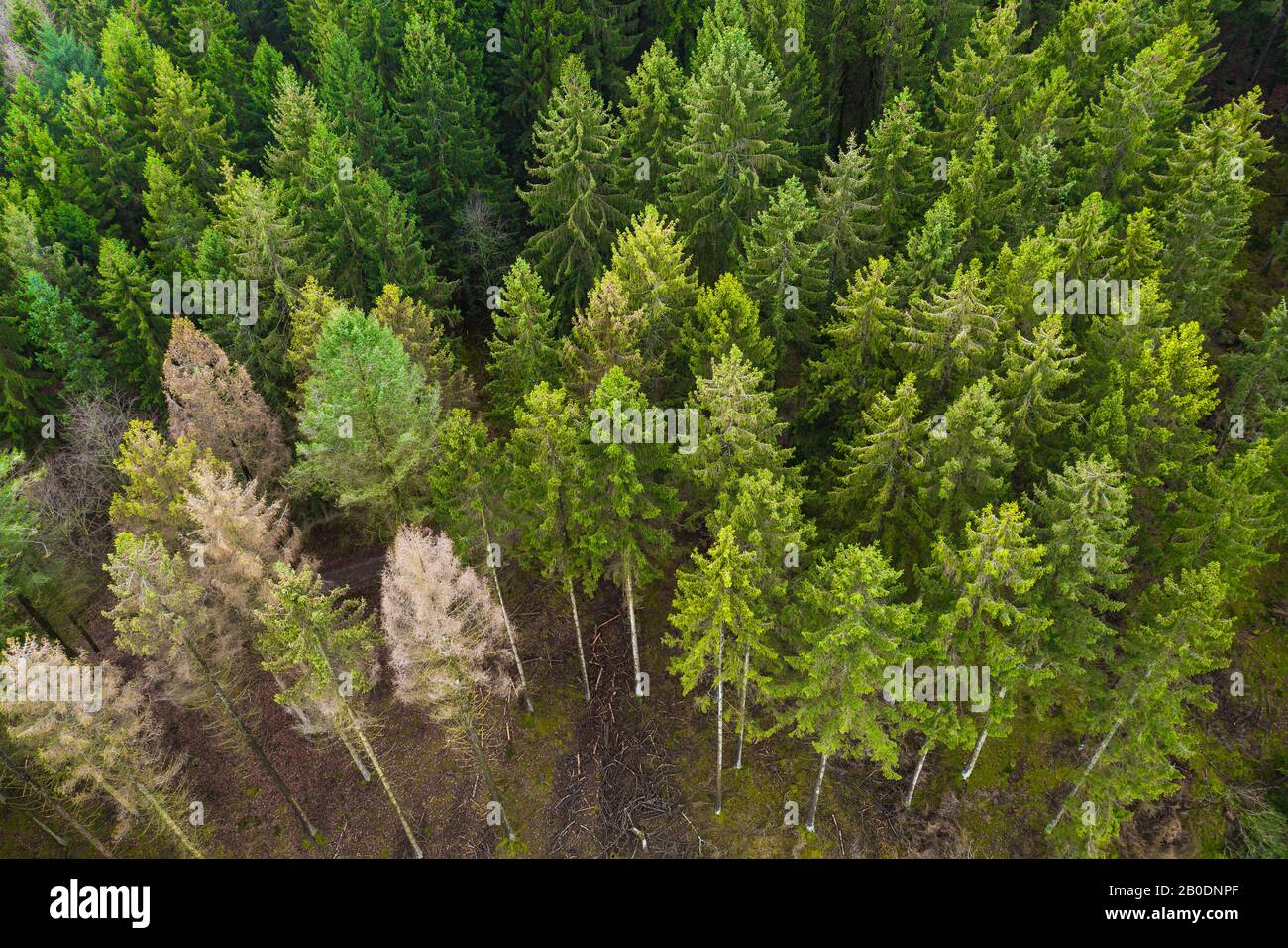a needle forest from above Stock Photo - Alamy