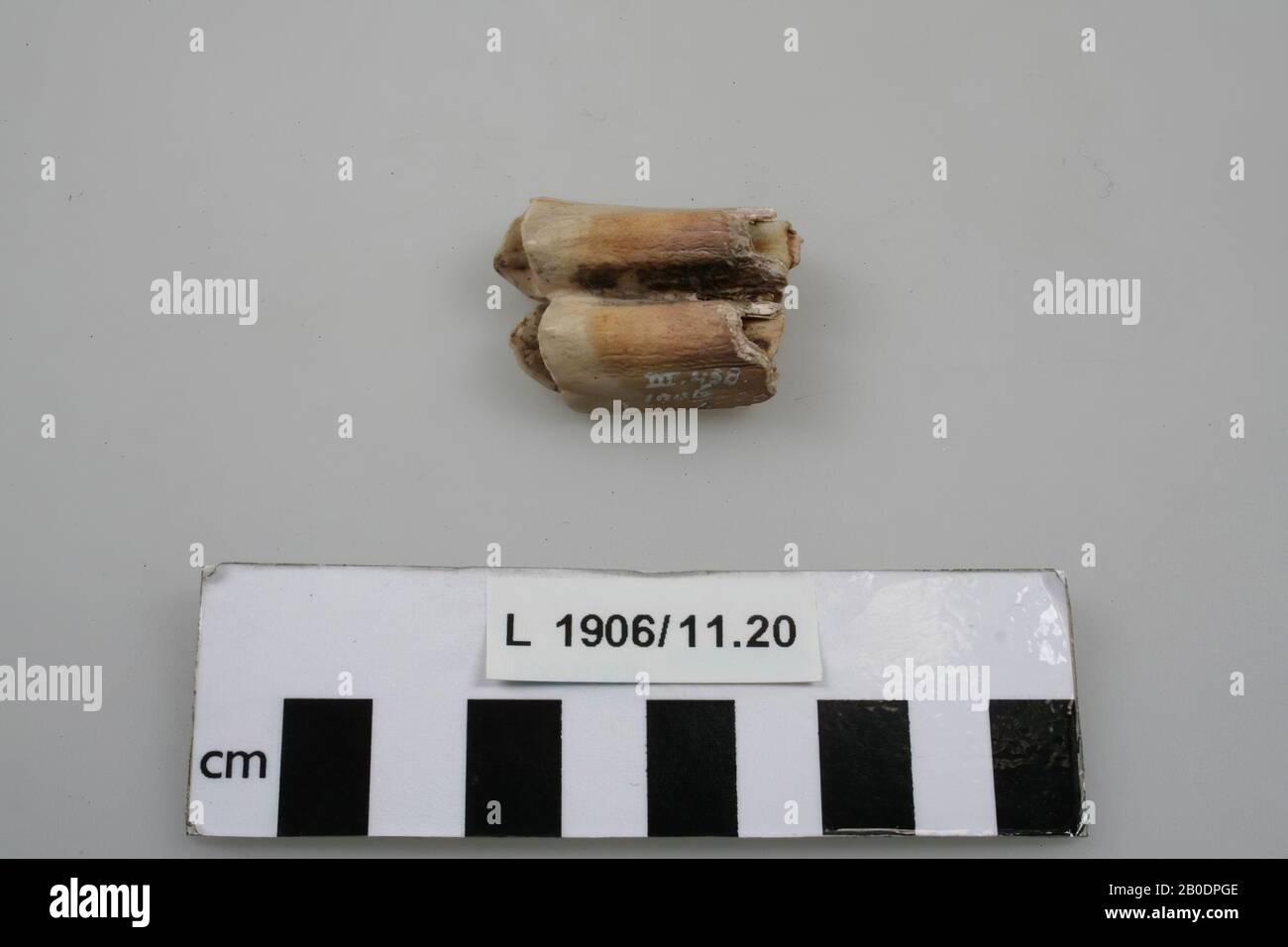 Old bone hi-res stock photography and images - Alamy