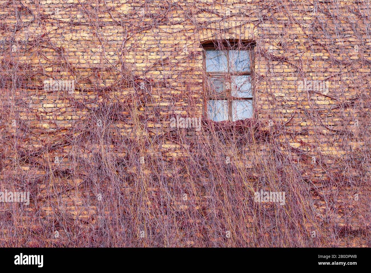 wall with ivy and window is fabulous exterior bush Stock Photo - Alamy