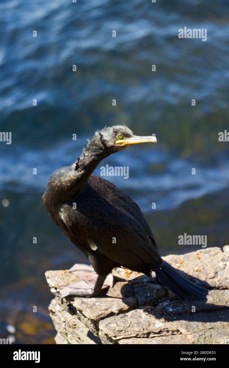 Shag on rocky ledge, Orkney Isles Stock Photo - Alamy