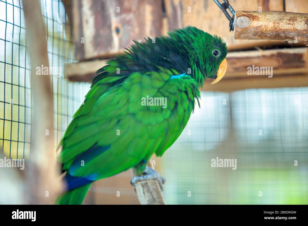Colorful parrot in a cage at a zoo Stock Photo - Alamy