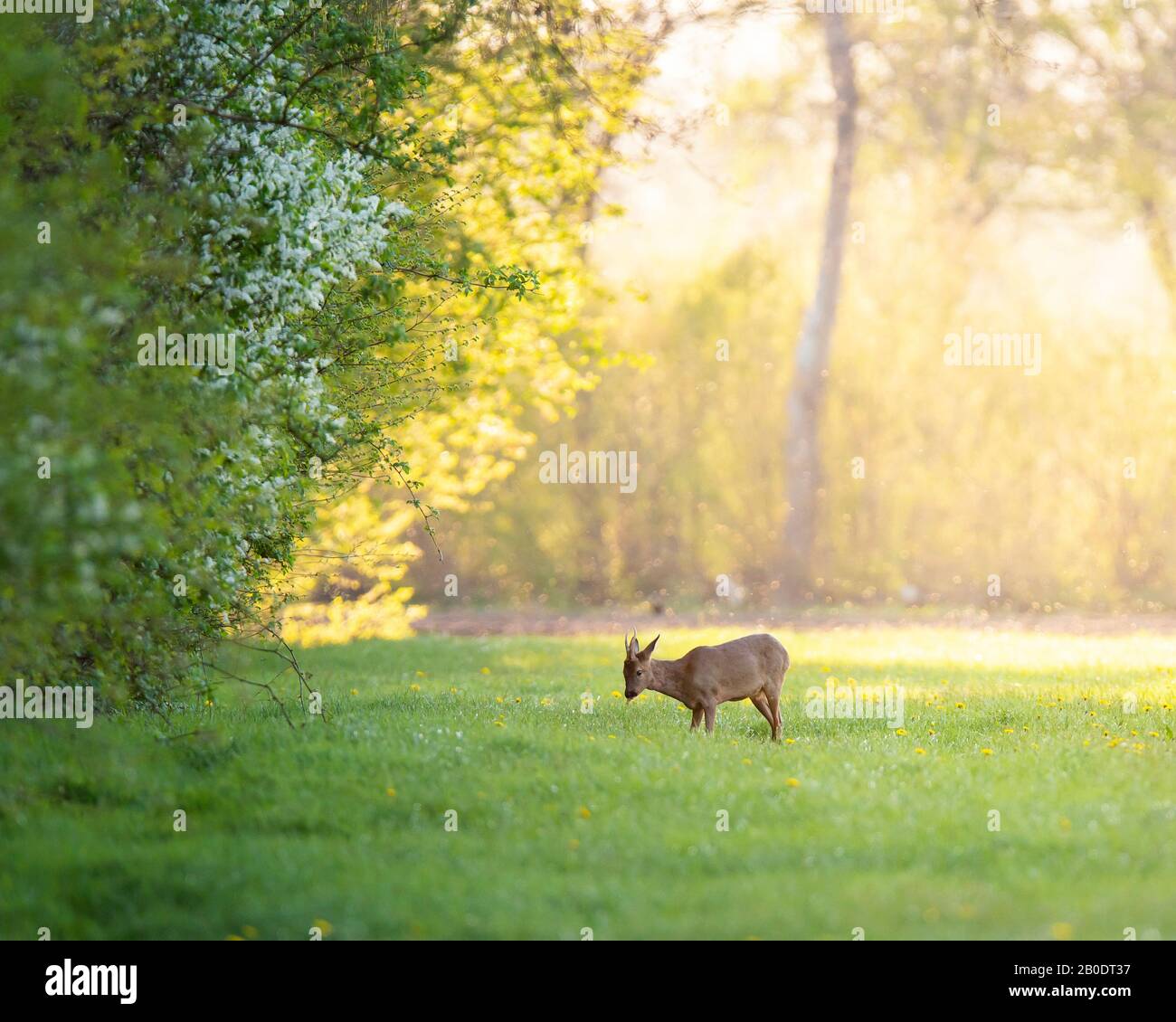 Roebuck in feeding hi-res stock photography and images - Alamy