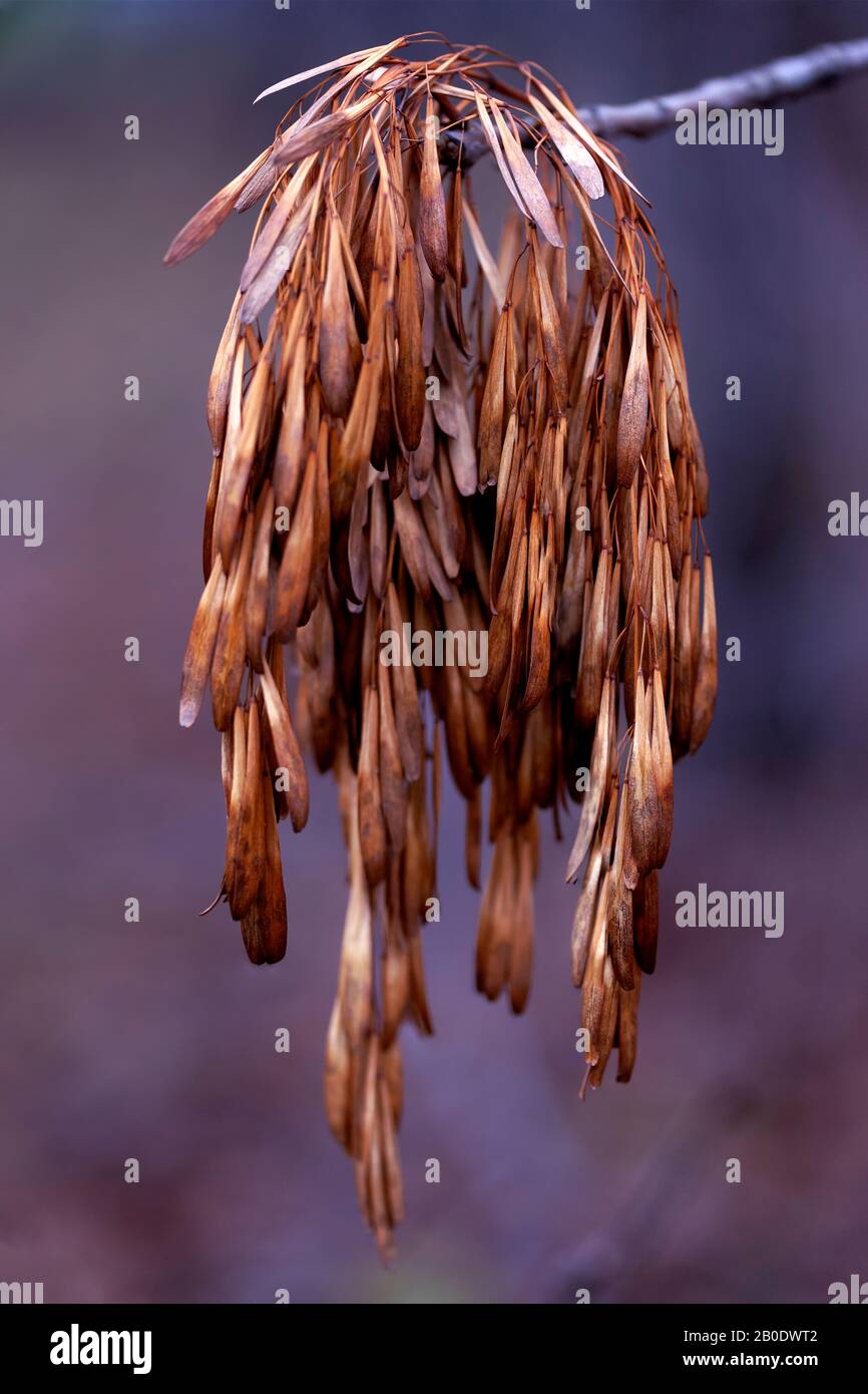 Maple catkins hi-res stock photography and images - Alamy