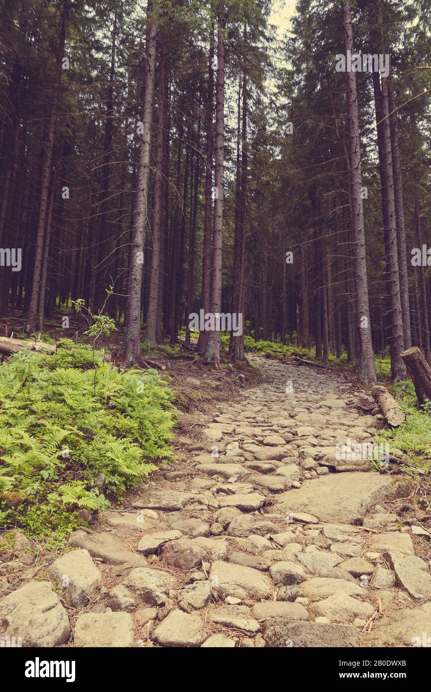 Pine forest and a path. Pine forest with a path. Forest path, scenic ...