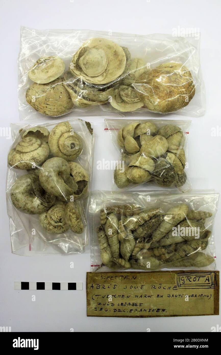 The Netherlands prehistory, shells, organic, shell, various, Location ...
