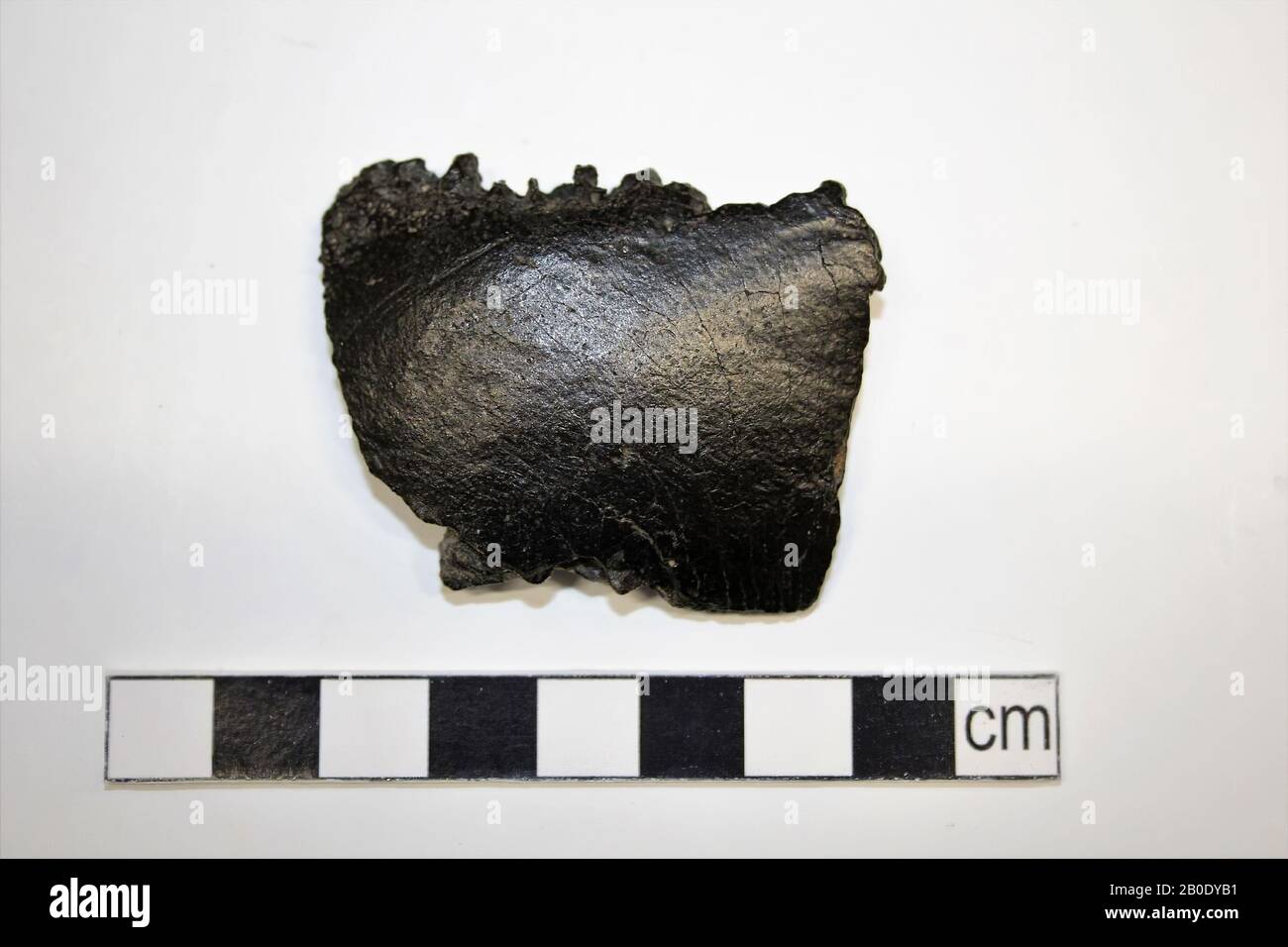 The Netherlands prehistory, fragment, organic, bone, human, Dimensions ...