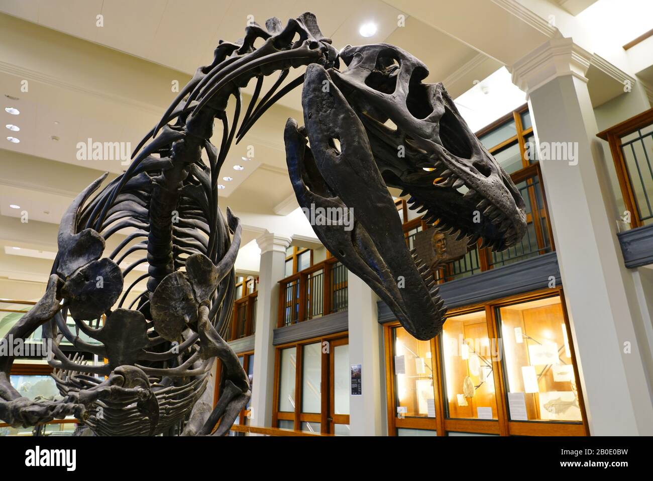 Antrodemus hi-res stock photography and images - Alamy