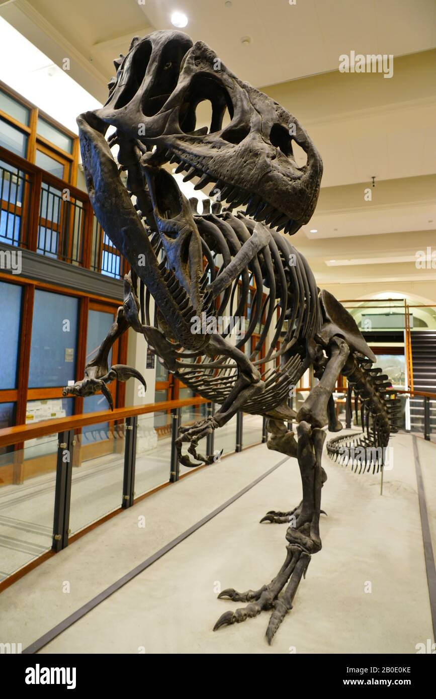 PRINCETON, NJ -15 FEB 2020- View of a skeleton of an Antrodemus ...