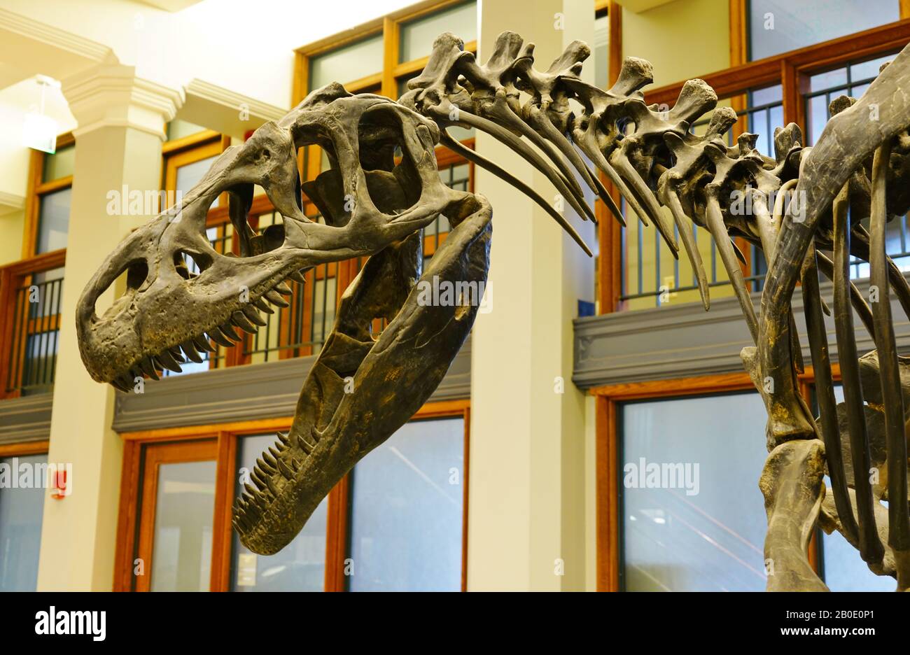 Antrodemus hi-res stock photography and images - Alamy