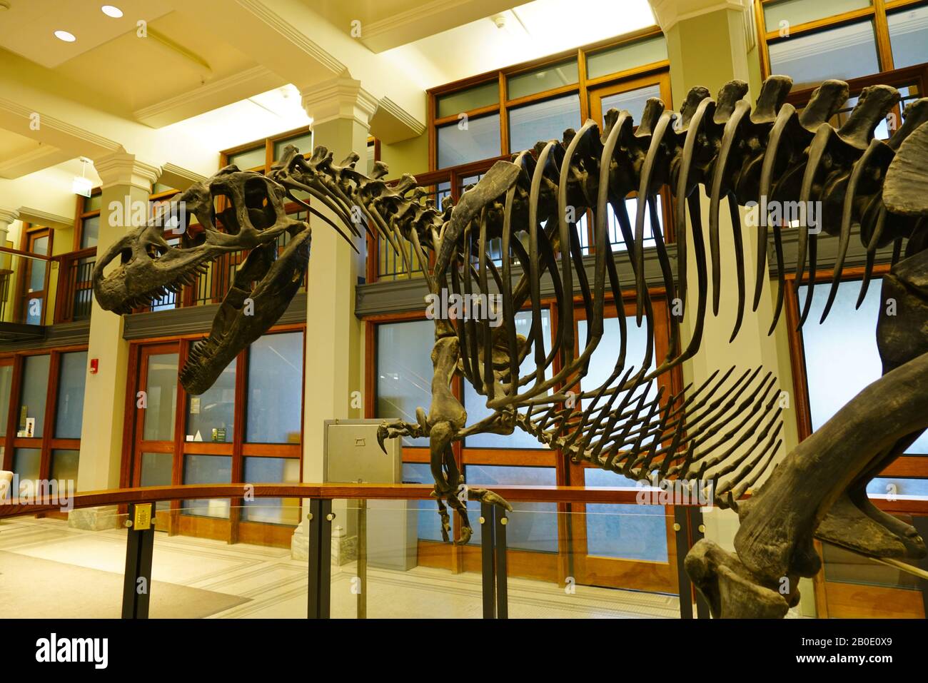 Antrodemus hi-res stock photography and images - Alamy