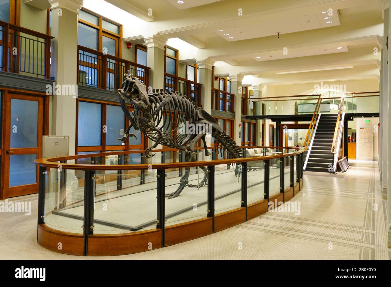 PRINCETON, NJ -15 FEB 2020- View of a skeleton of an Antrodemus ...