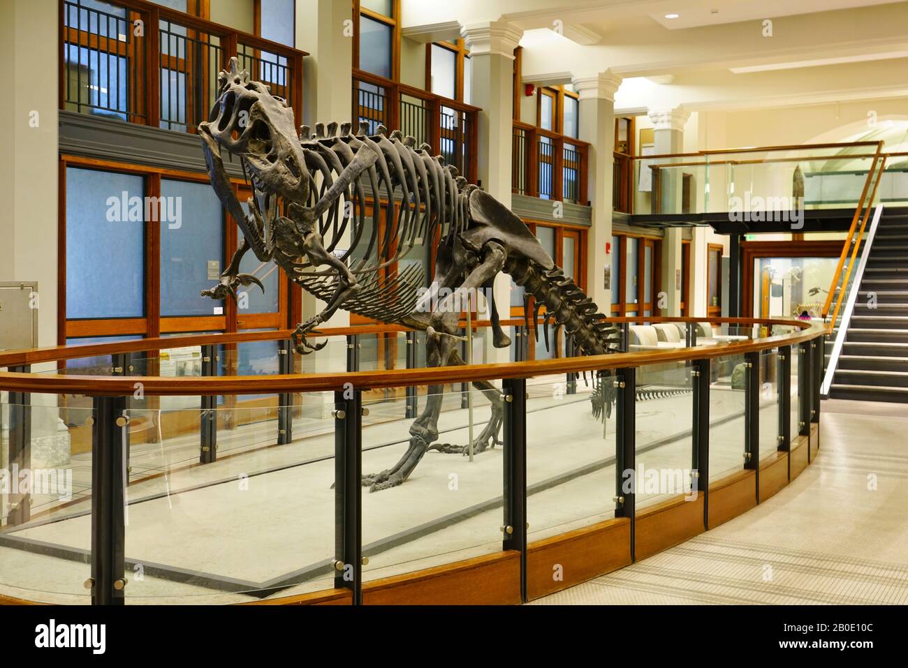 PRINCETON, NJ -15 FEB 2020- View of a skeleton of an Antrodemus ...