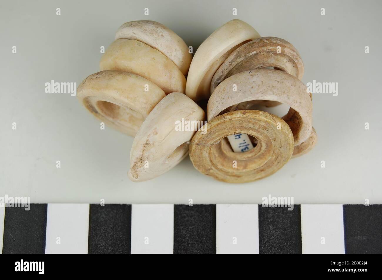 Eight white spiral shells hi-res stock photography and images - Alamy