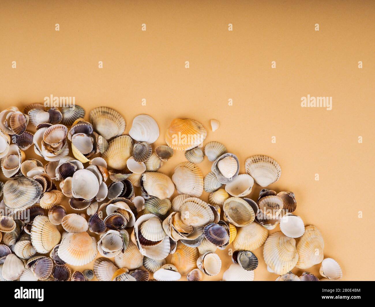 Handcraft materials, lots of shells. many small shells as a banner ...