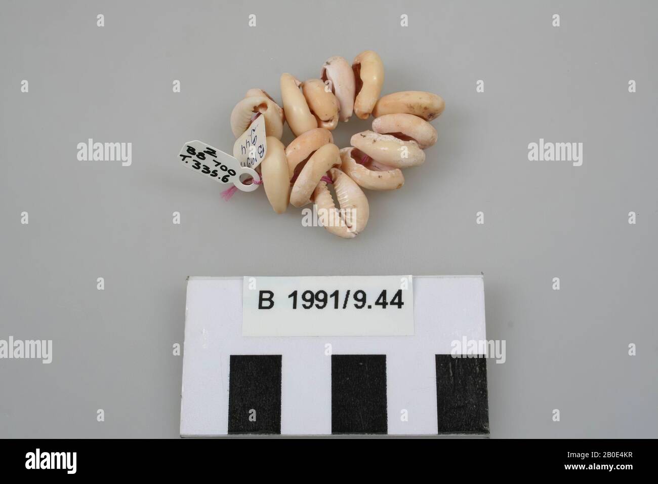 14 cowrie shells hi-res stock photography and images - Alamy