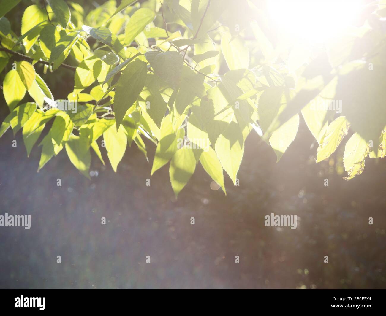 Blurred Greenery Background High Resolution Stock Photography and ...