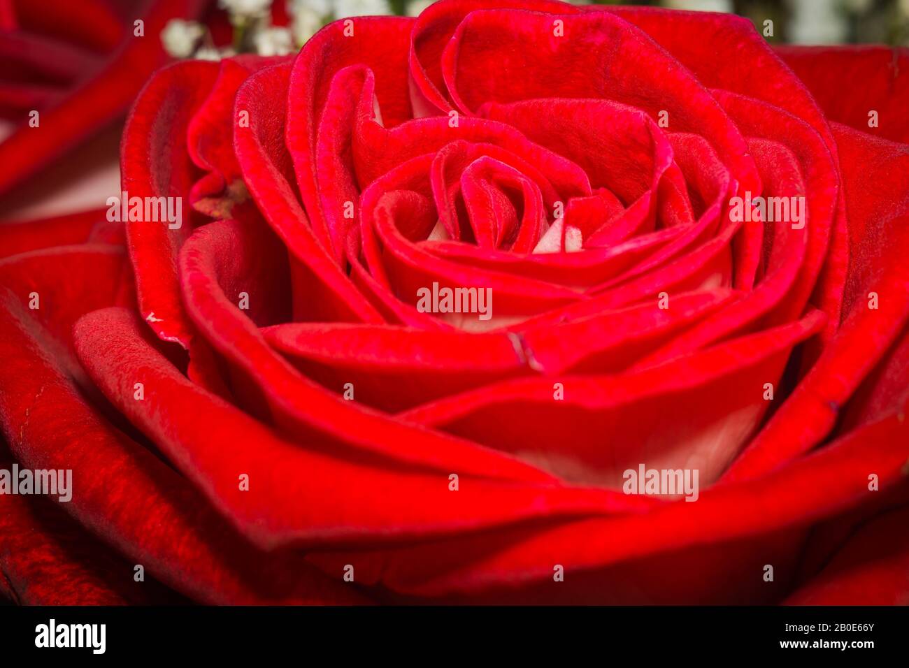 Decorative bright red rose close up, anniversary background Stock Photo ...