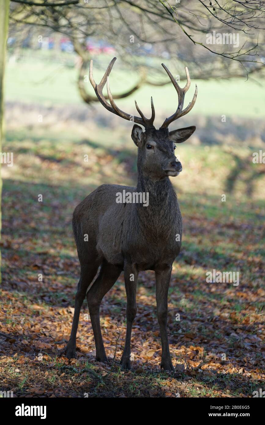 Red Deer at Wollaton Park, Nottingham, UK Stock Photo - Alamy