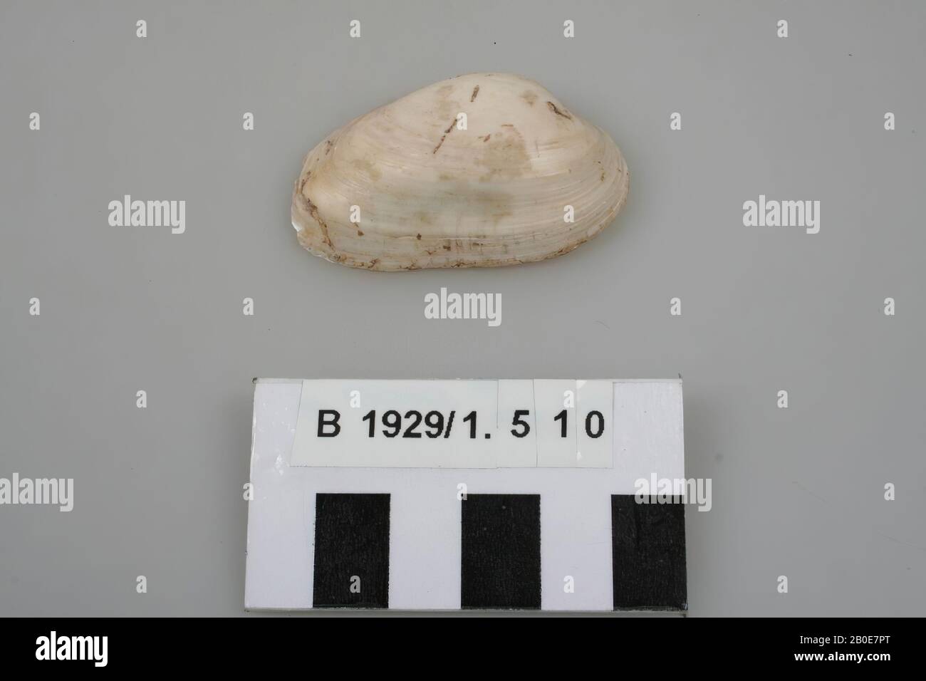 5 cm shell hi-res stock photography and images - Alamy