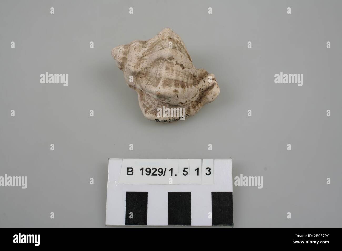 organic matter, organic, shell, L 6 cm, Palestine Stock Photo - Alamy