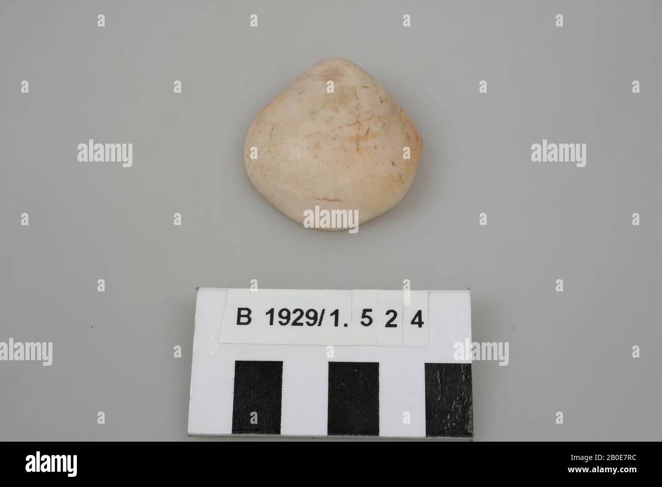 organic matter, organic, shell, B 4.5 cm, Palestine Stock Photo - Alamy