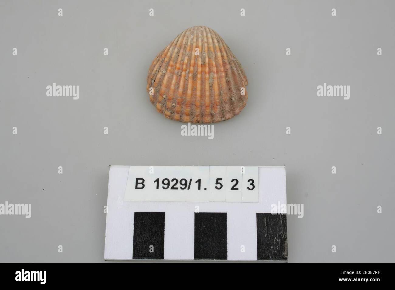 organic matter, organic, shell, B 3.7 cm, Palestine Stock Photo - Alamy