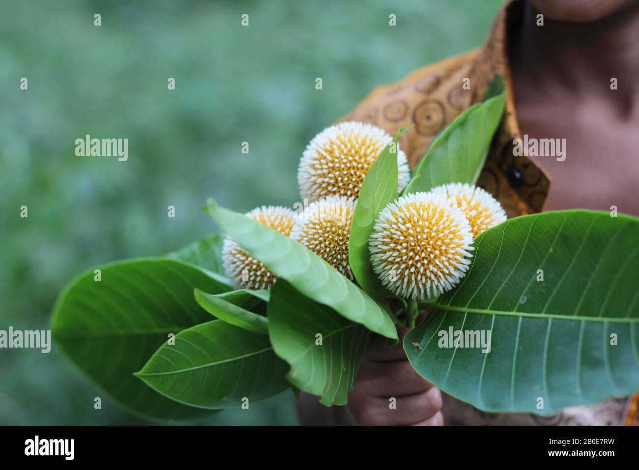 Kodom flower hi-res stock photography and images - Alamy