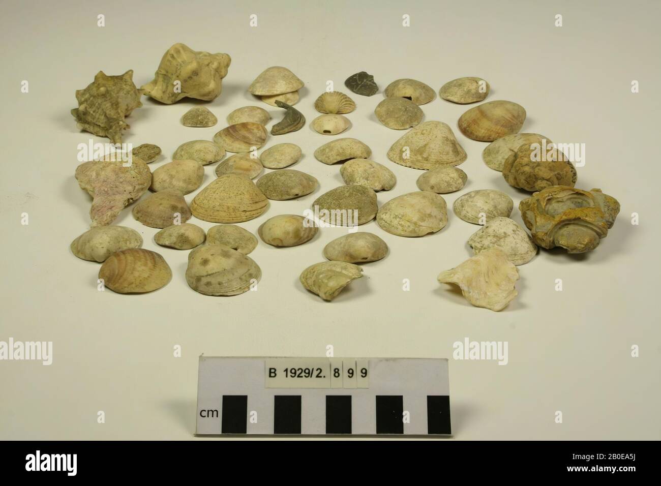 42 shells and 2 stones., Shell, stone, organic, shell, stone, l: 6.3 cm ...
