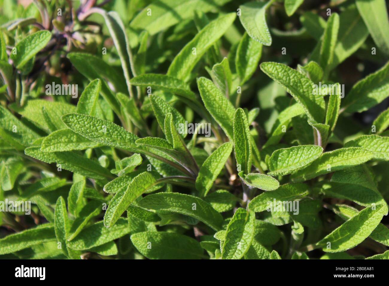 The picture shows a field of healthy sage in the garden Stock Photo - Alamy