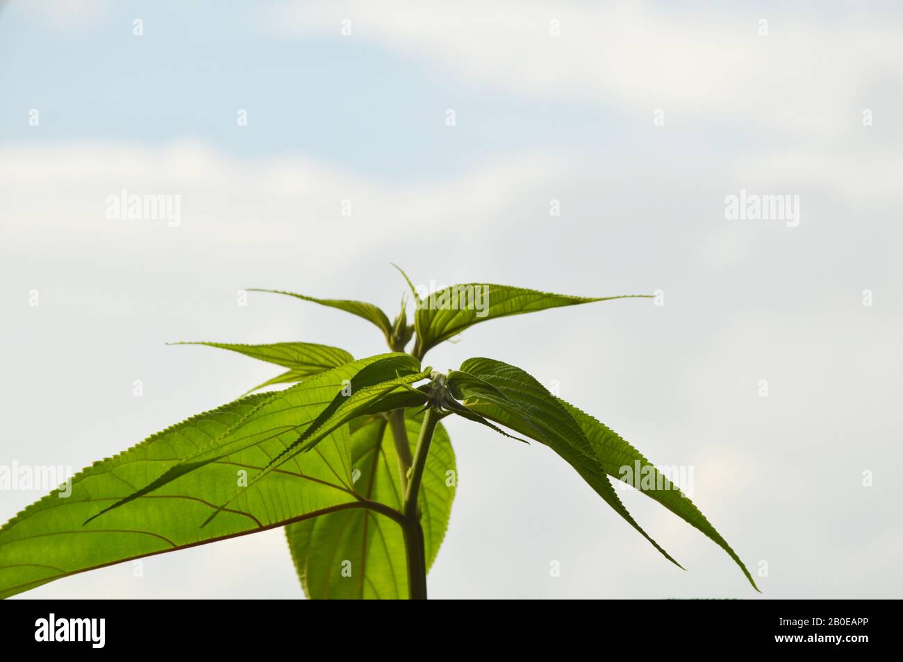 tree top with cloud and sky background Stock Photo - Alamy