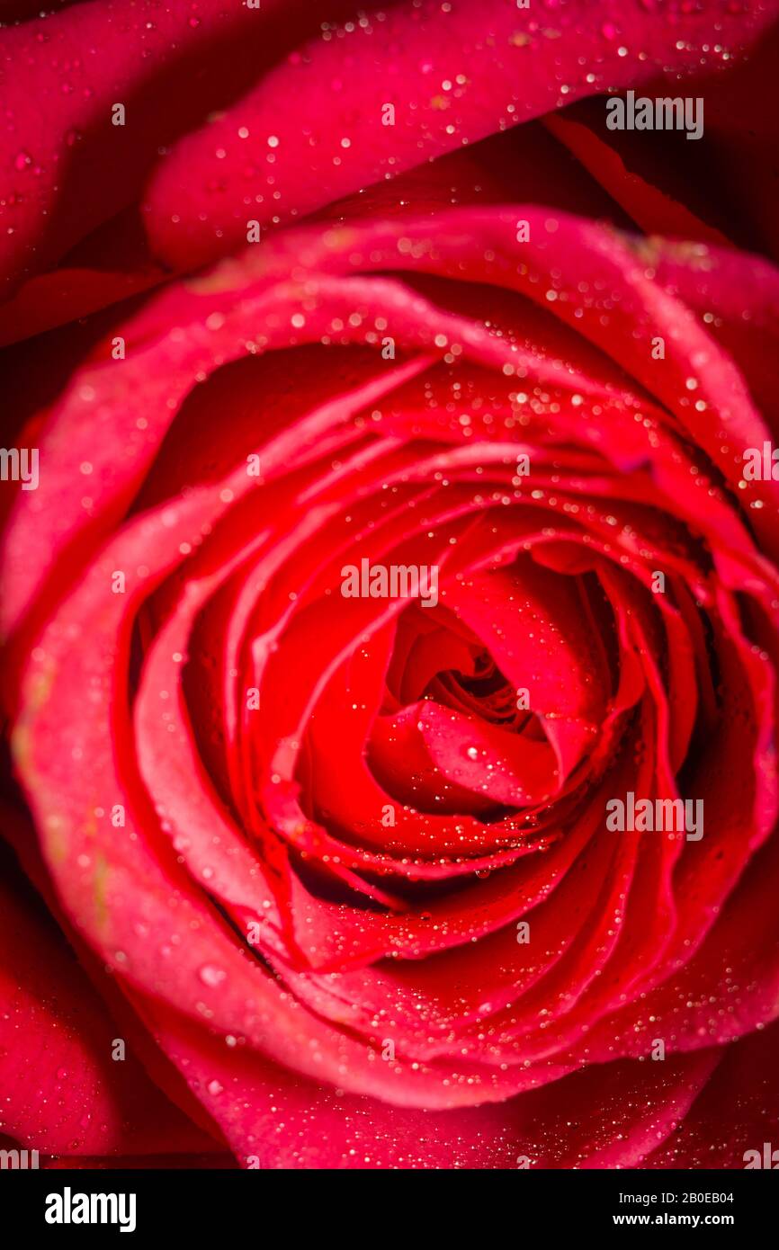 Detailed close up photo of pink rose as floral background Stock Photo ...