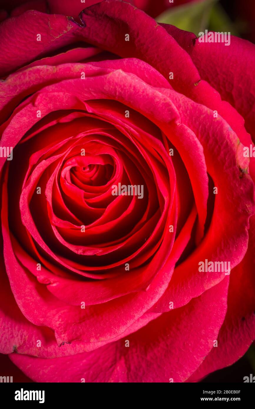 Detailed close up pink hi-res stock photography and images - Alamy
