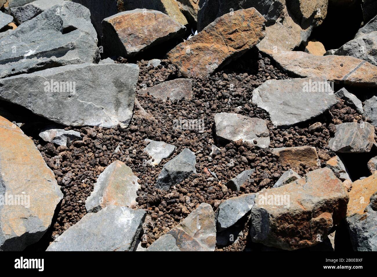 Procavia capensis (Rock hyrax, Dassie) poo (Hyraceum ) in the Western ...