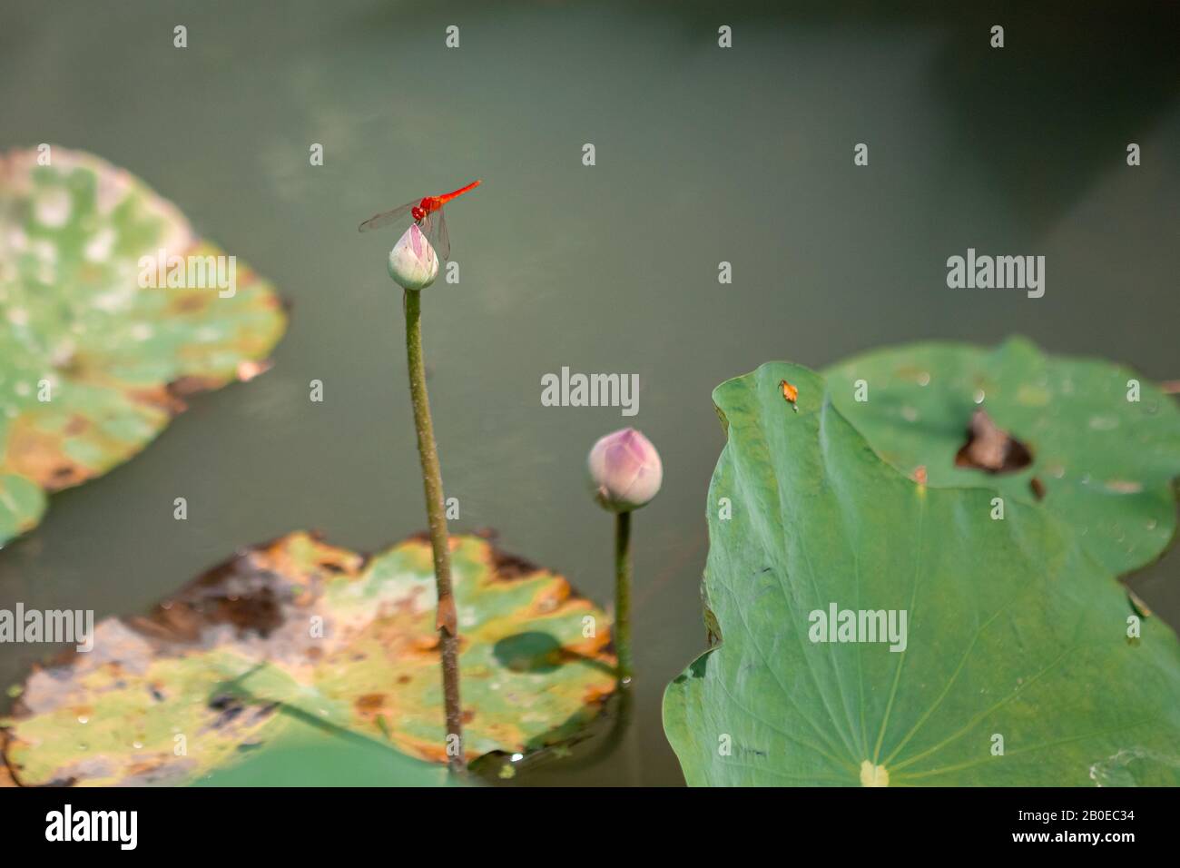 Lotus dragon fly hi-res stock photography and images - Alamy