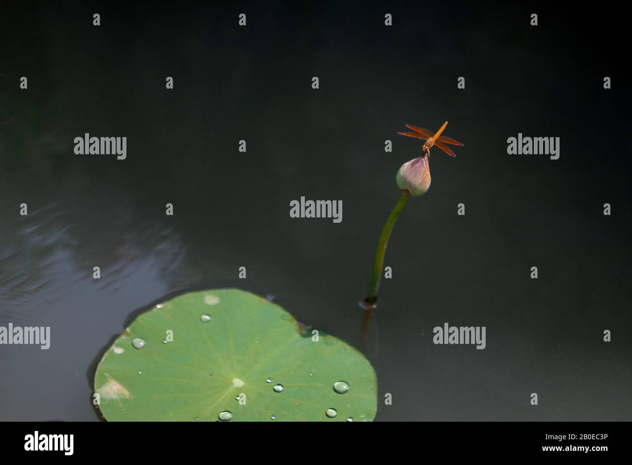 Lotus dragon fly hi-res stock photography and images - Alamy