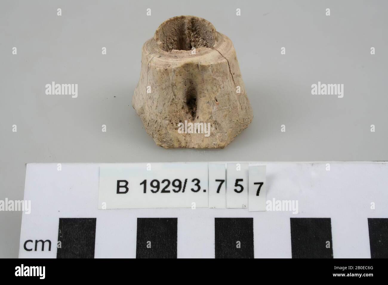 varia, bud, organic, bone, h: 3 cm, diam: 4 cm, Israel Stock Photo - Alamy