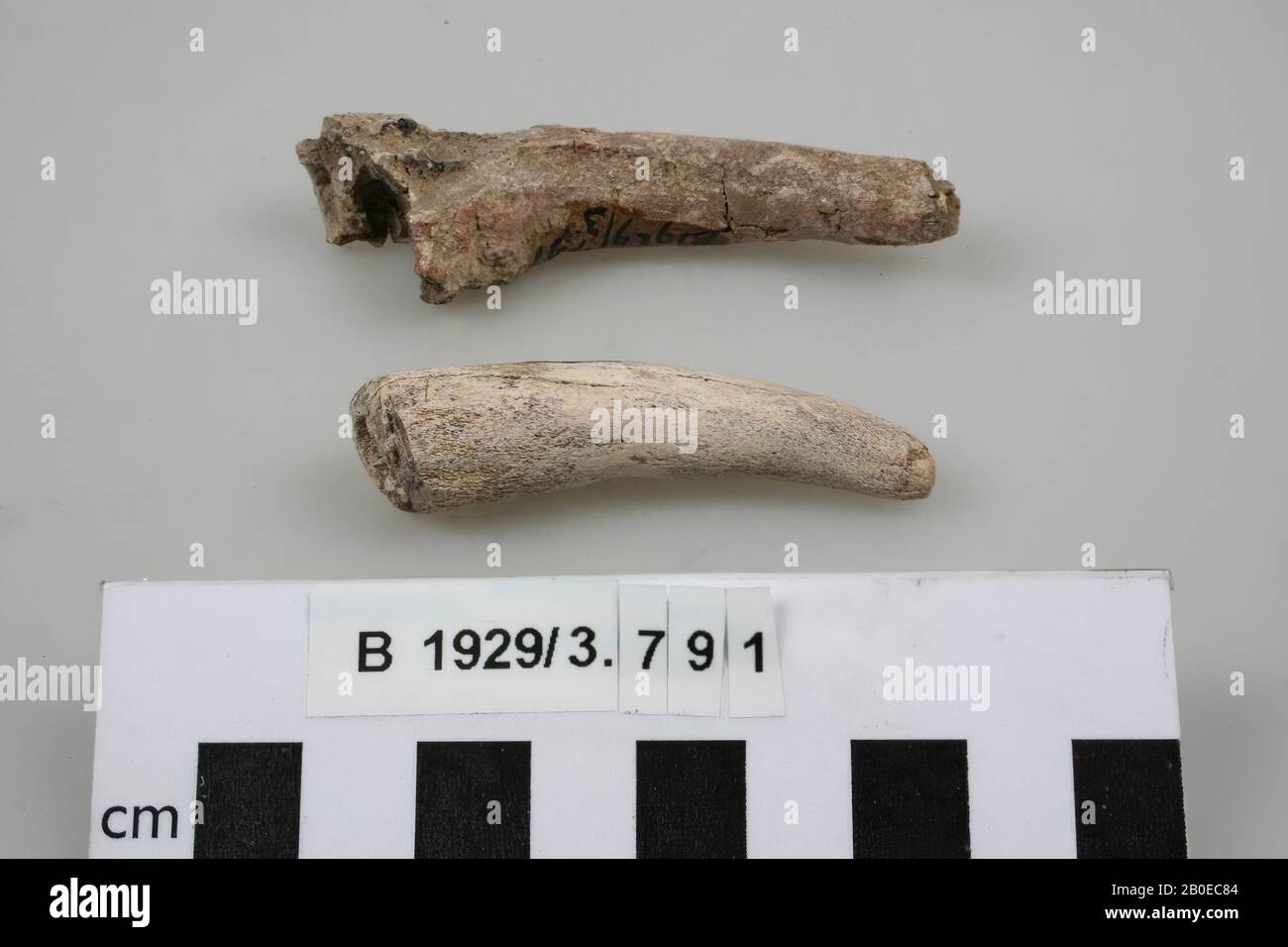 2 fragments of bone, varia, fragment, organic, bone, l: 7,8 cm (largest ...